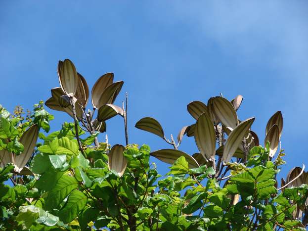Spathodea - Flame of the Forest - African Tulip Tree - Some Health ...