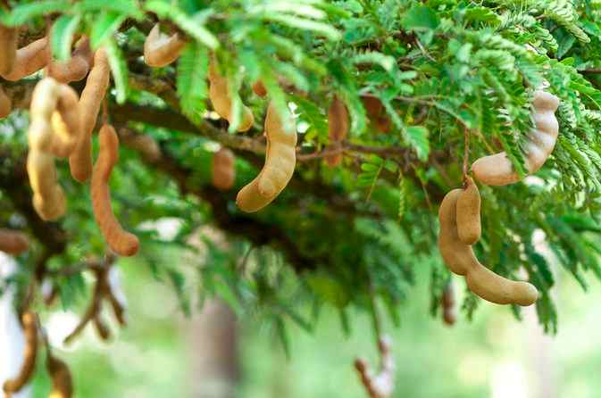 Fruits Found in the Philippines - HubPages