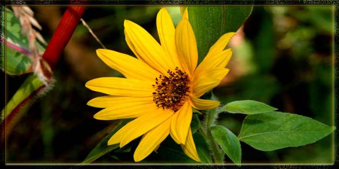 Pictures Of Sunflowers, Buds To Blooms - HubPages