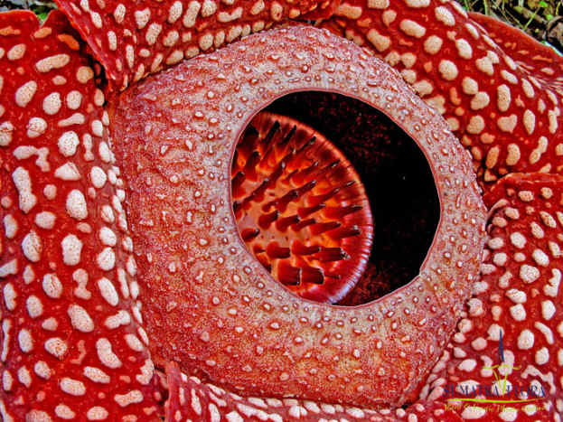 Rafflesia – Queen of Parasites and the Biggest Flower on Earth - HubPages