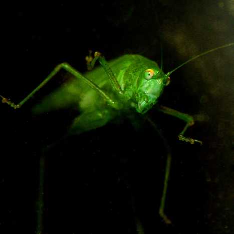 Ugly Bug Pictures, Beautiful Insect Photographs - HubPages