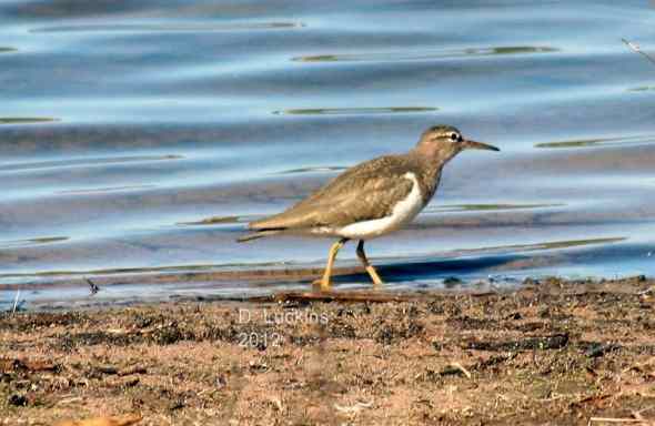 Shorebirds to see in San Diego - HubPages