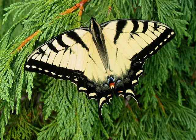 Top 10 Beautiful Butterflies of the Usa - Owlcation