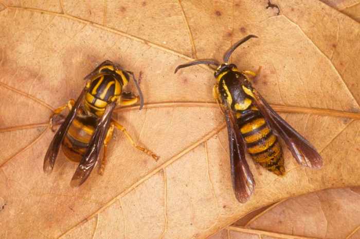 Animals that Hide : The Science of Mimicry and Camouflage - HubPages