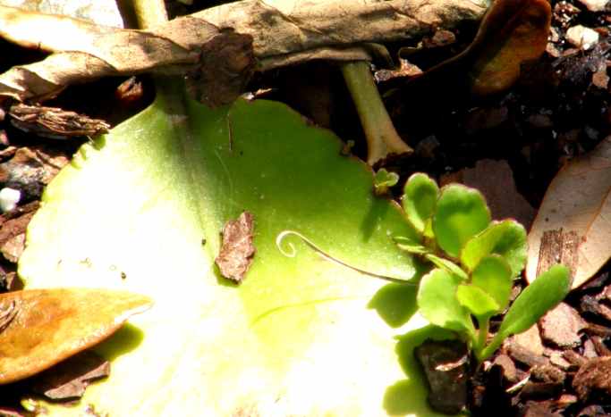 How to Plant Leaf of Life: Propagation From Just One Leaf - HubPages