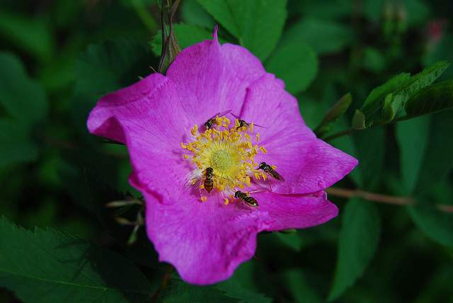 What Is a Rugosa Rose and How to Care for a Rugosa Rose - HubPages