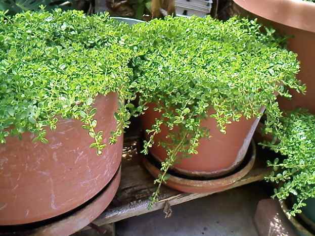 Bacopa Monniere - Papait, Brahmi or Waterhyssop - HubPages