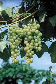 Growing Grapes in Northern Climates - HubPages