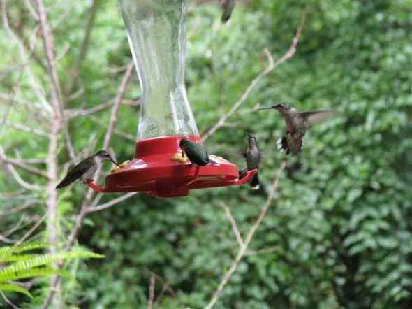 Fall Hummingbirds - HubPages