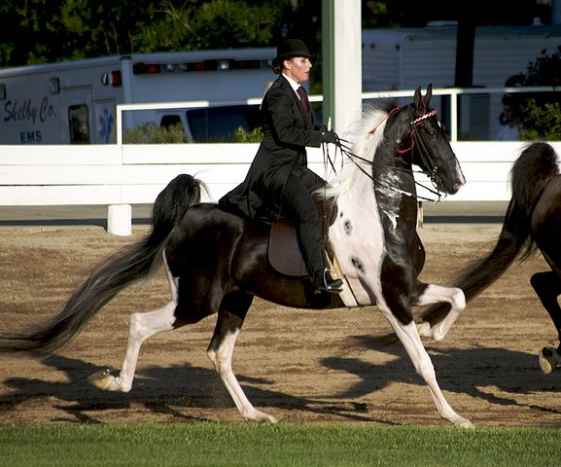 American Saddlebred Horse: Interesting Facts You May Not Even Have ...