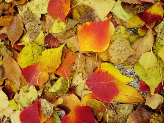 Fall Colored Leaves: Autumn Season Photos in Houston, TX - HubPages