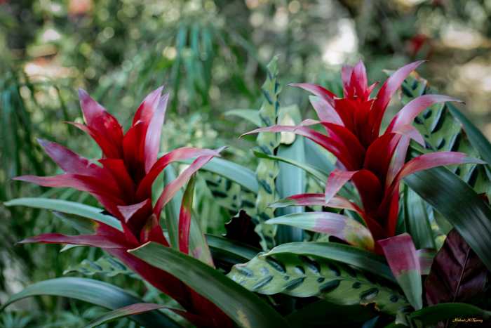 Discover the Unique Characteristics of Bromeliads - HubPages
