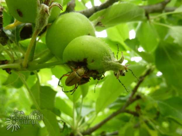 Rose Chafers Are Destructive Pests That Threaten Many Different Plants ...