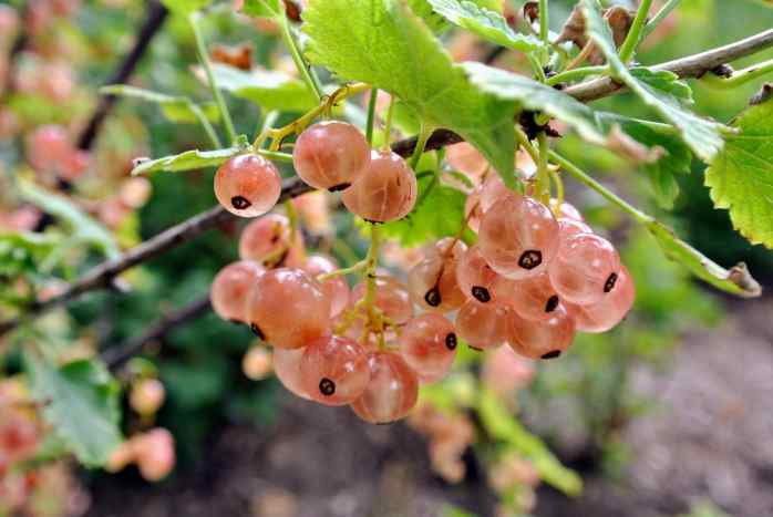 A Complete Guide to Growing Cold-Hardy Currants - HubPages
