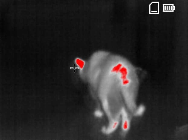 Review of the TESLONG Infrared Thermal Monocular - HubPages