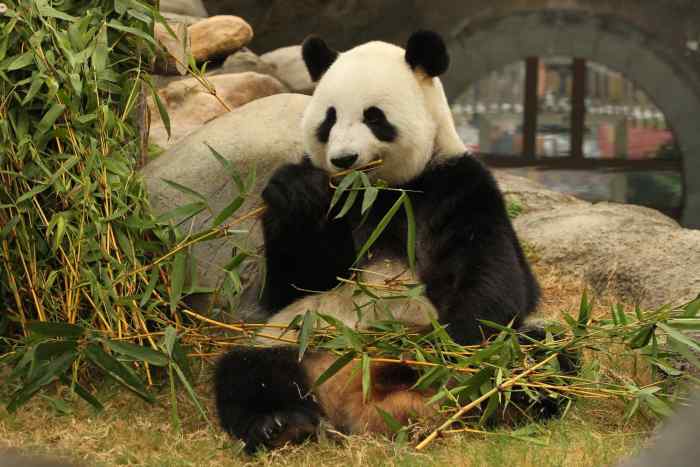 Top Reasons to Visit Hong Kong Ocean Park: A Must-See Attraction - HubPages