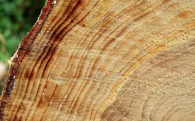 How to Tell a Tree's Age - HubPages