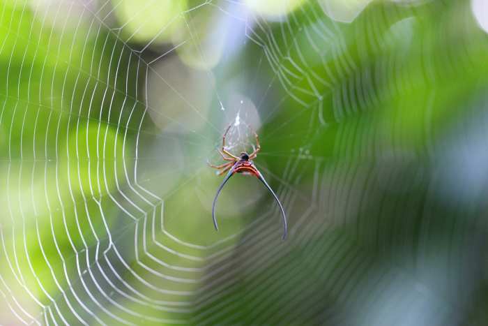 Top 10 Weirdest Spiders in the World (With Honorable Mentions) - HubPages