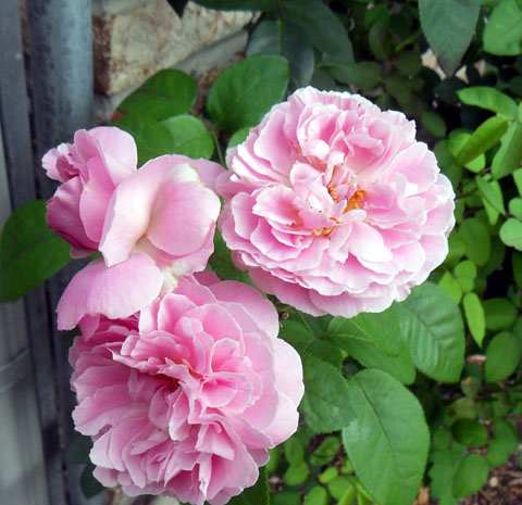 How to Grow a Rose Garden and Other Beautiful Flowers - HubPages