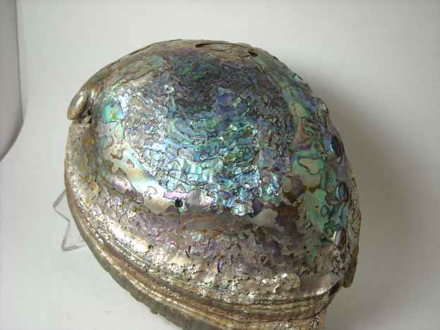 Abalone Shell ~ A Labor of Love Part 2 - HubPages