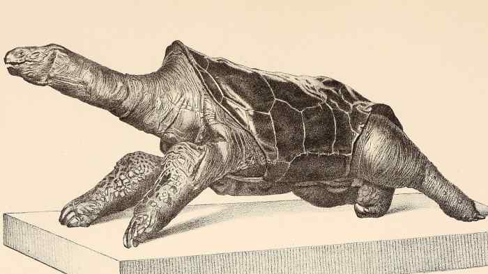 Mauritius: An Island History - HubPages