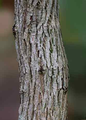 Identifying 8 Less Common, Native Michigan Trees Showing Autumn Colors ...