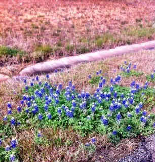 Bluebonnets - HubPages