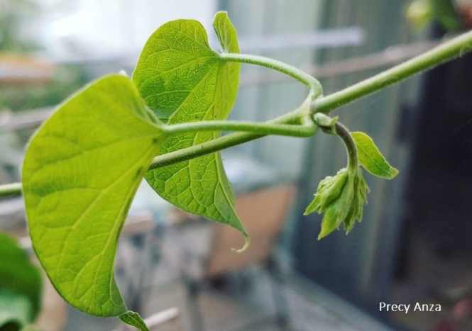 Tonkin Jasmine or Cowslip Creeper Vine and Its Edible Flowers - HubPages