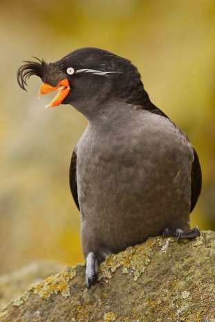 Citrus Scented Birds - HubPages