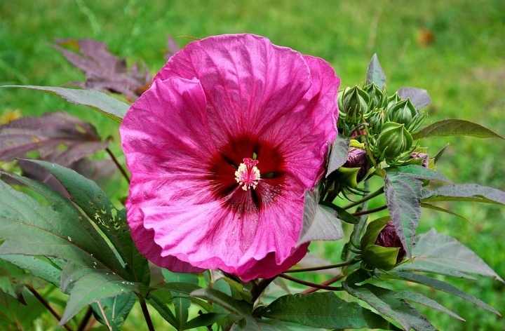 20 Most Beautiful Native Flowers of the Philippines - HubPages