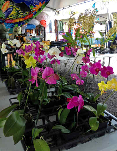 Secret Hawaii: Maku'u Farmers' Market in Puna on the Big Island ...