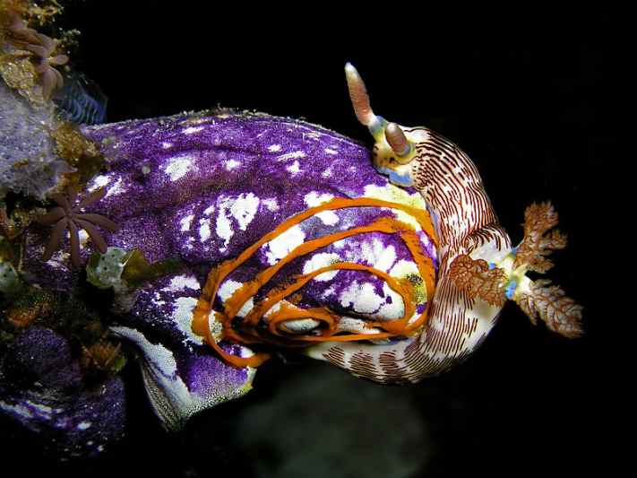 9 Major Groups of Invertebrate Animals - HubPages