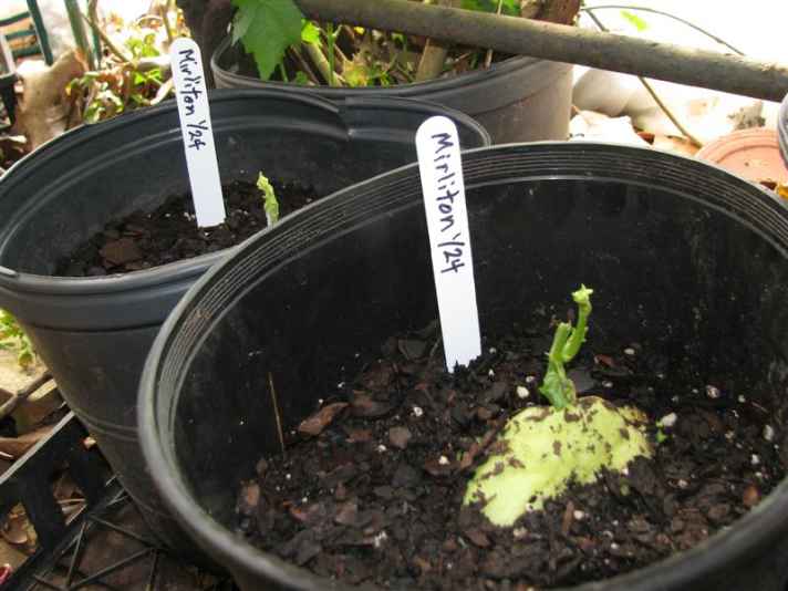 Growing Mirlitons: From Garden to Table - Dengarden