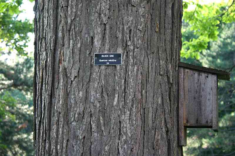 Common Types of Oak Trees (With Bark Photos for Identification) - HubPages