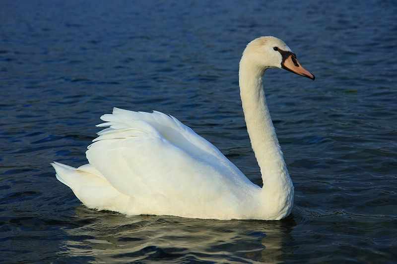 A Complete Guide to British Swans and Geese - Owlcation