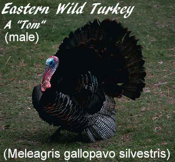 The 5 Wild Turkey Subspecies in North America (With Photos) - Owlcation
