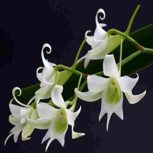 The Endemic Orchids of Madagascar - HubPages