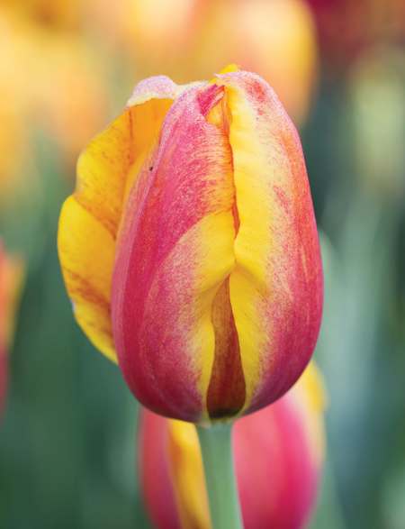 The Many Looks and Classifications of Tulips - HubPages