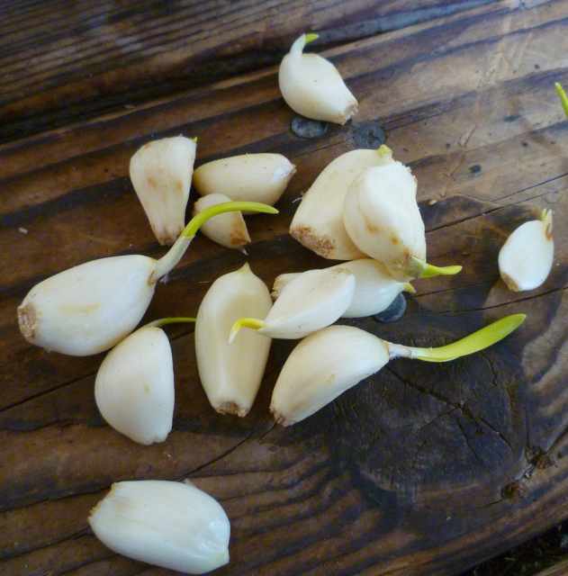 How to Grow Garlic in a Pot (Plus Harvesting & Curing Tips) - Dengarden