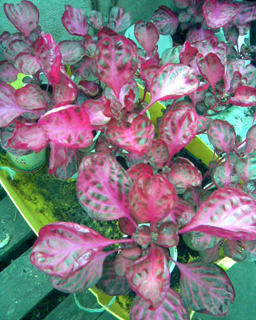 How to Grow Iresine - HubPages