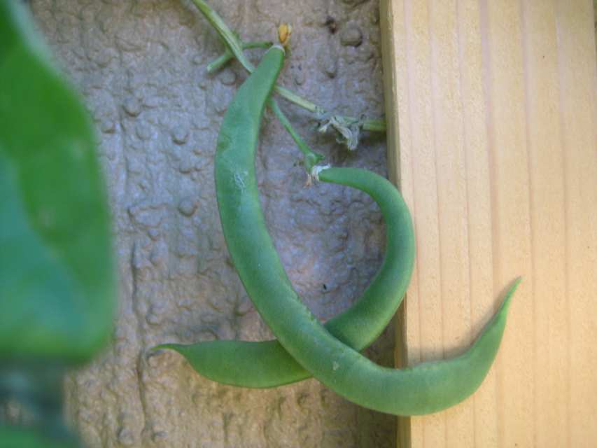 Easy Vertical Gardening Ideas for Beginners - Dengarden