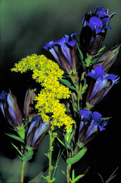 11 Best Native Midwest Flowers to Revive the Environment - HubPages