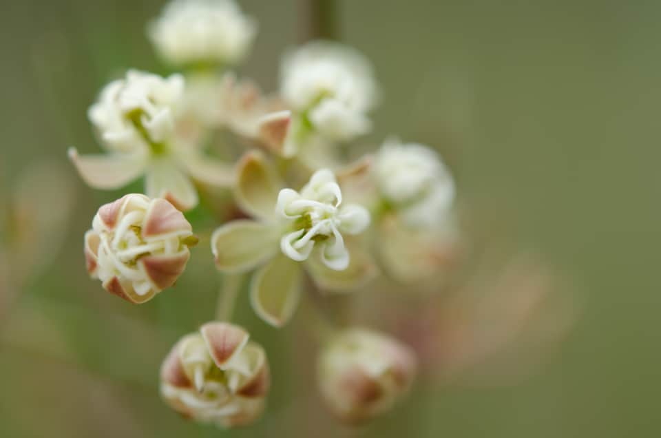11 Best Native Midwest Flowers to Revive the Environment - HubPages