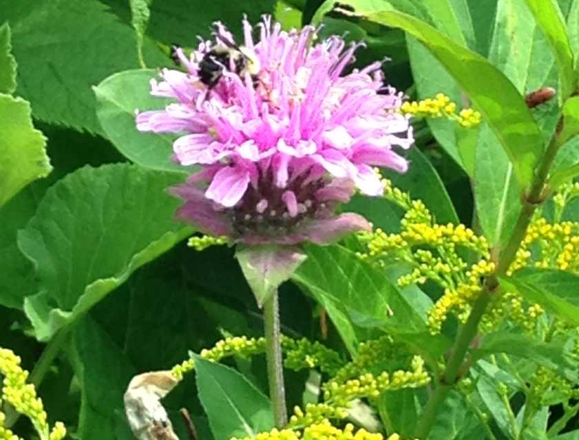 11 Best Native Midwest Flowers to Revive the Environment - HubPages