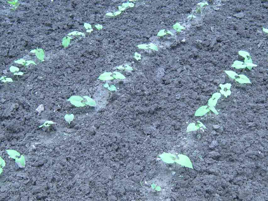 How to Grow Green Beans in Ohio - HubPages