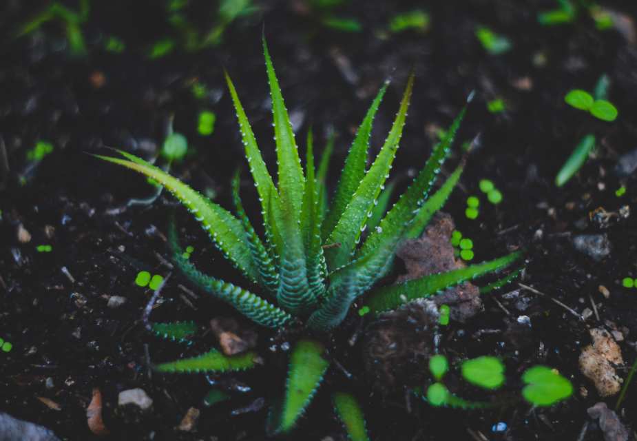 The Hidden Beauty of Xerophytes - Dengarden