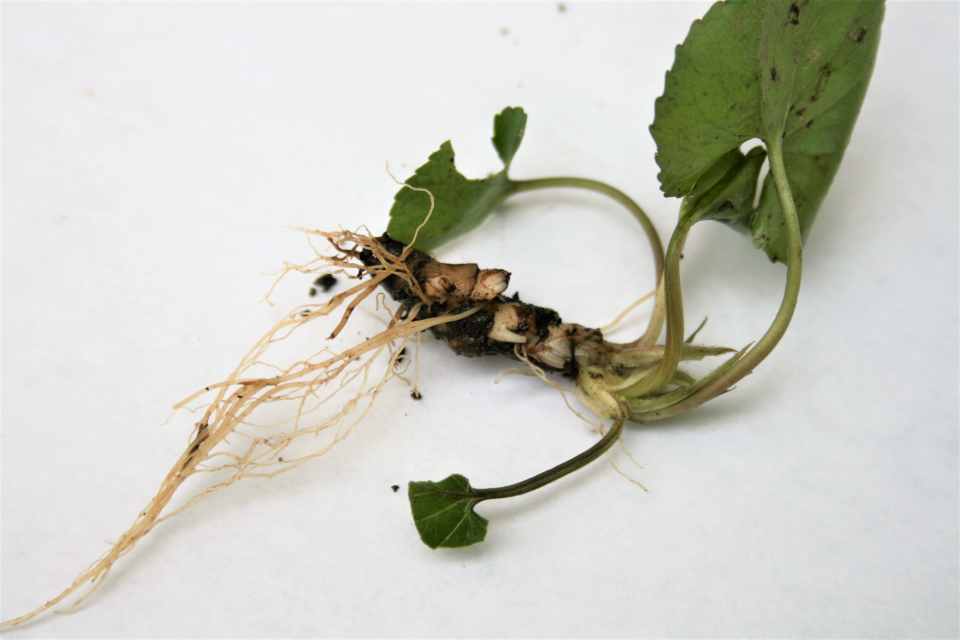 A Homebody's Guide to Common Blue Violets - HubPages