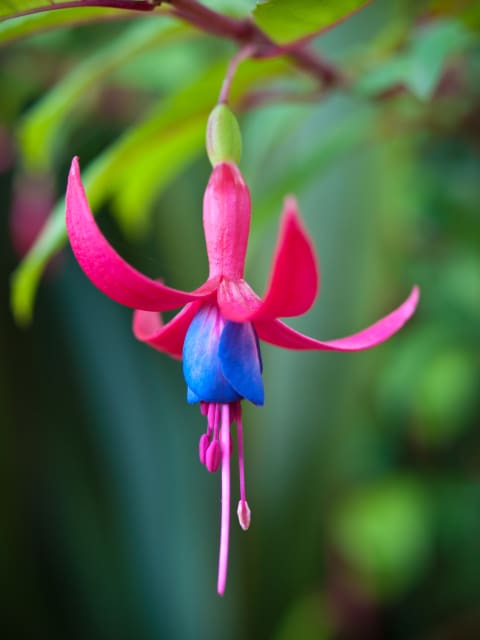 Guide to Fuchsia Fruit - HubPages