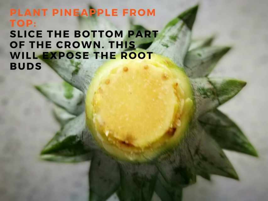How to Plant and Grow Pineapple Top in 4 Easy Steps (With Photos ...