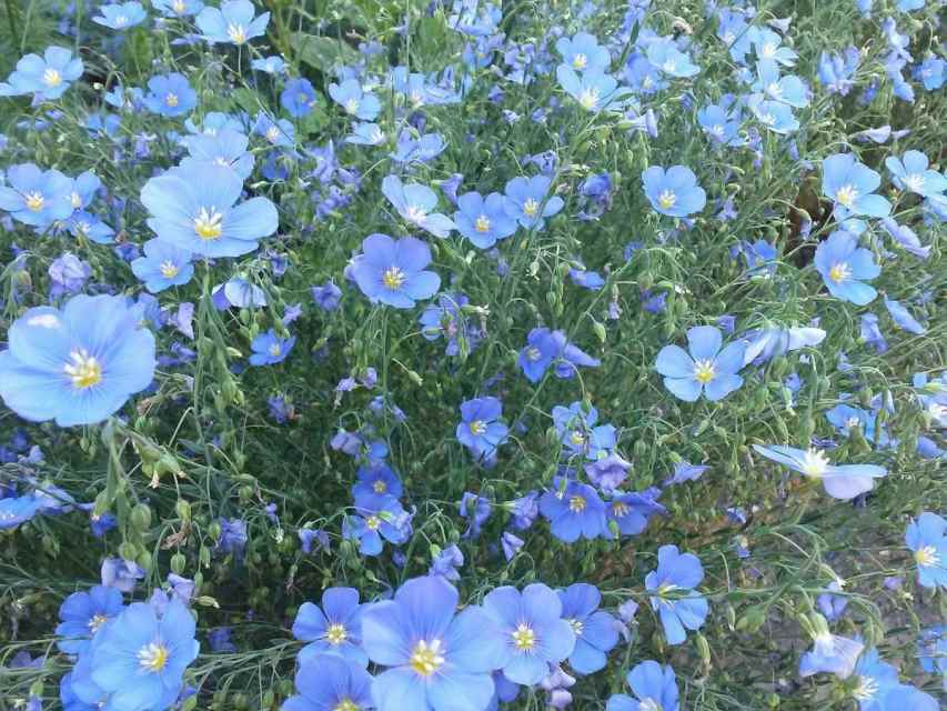 How to Make Whole Flaxseed Oil (Mucilage) for Lung Issues - RemedyGrove